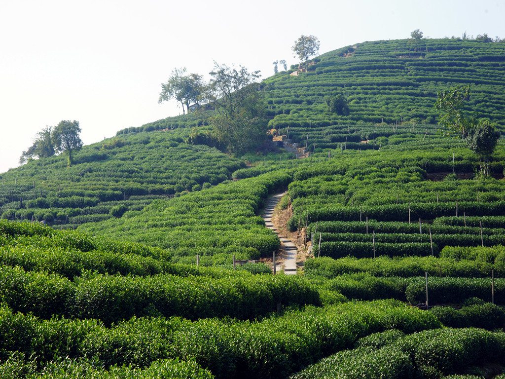 Top Grade Dragon Well | Tea Chapter